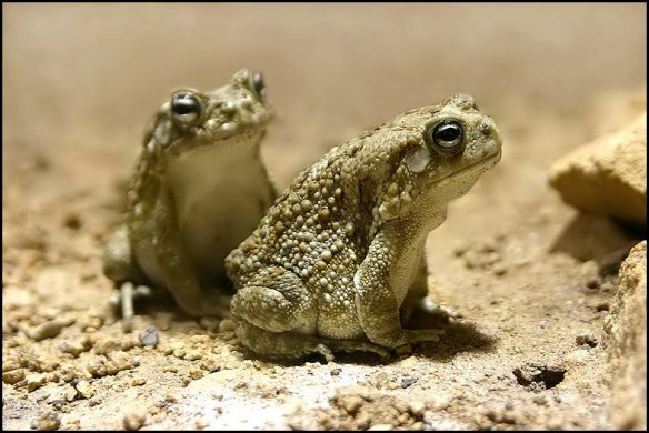 Frogs in the Bible | Mark's Bible Study
