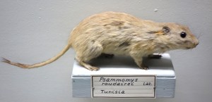 Rats in the Bible | Mark's Bible Study