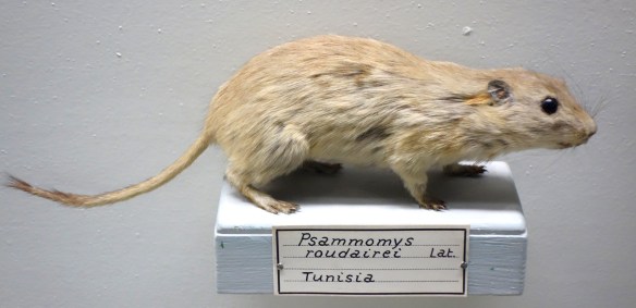 Rats in the Bible | Mark's Bible Study